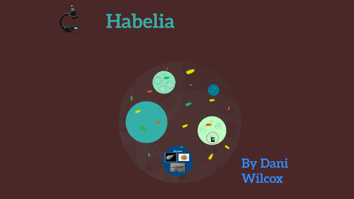 Habelia by Dani Wilcox on Prezi