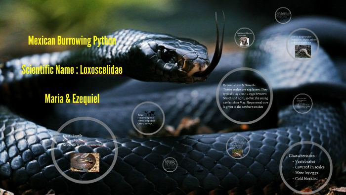 Mexican Burrowing Python by Maria Saucedo on Prezi