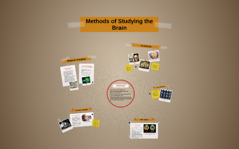 Methods of Studying the Brain by Lillith Bulawa on Prezi