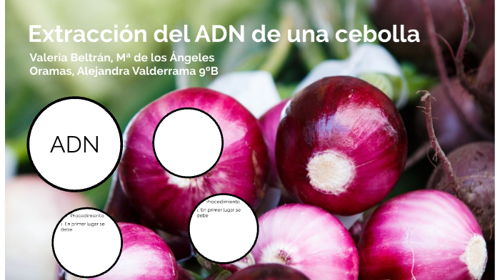 Extracción del ADN de una cebolla by Valeria Beltrán Luque on Prezi