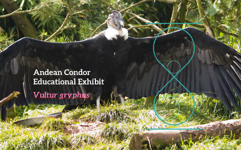 Andean Condor Educational Exhibit by Josh Hunter on Prezi