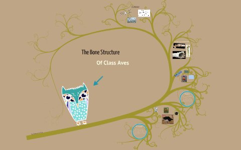 The Bone Structure of Class Aves by Nancy Rutter on Prezi