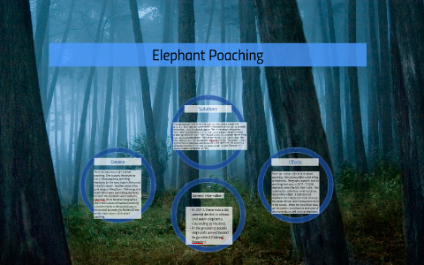 Elephant Poaching by Riya p on Prezi