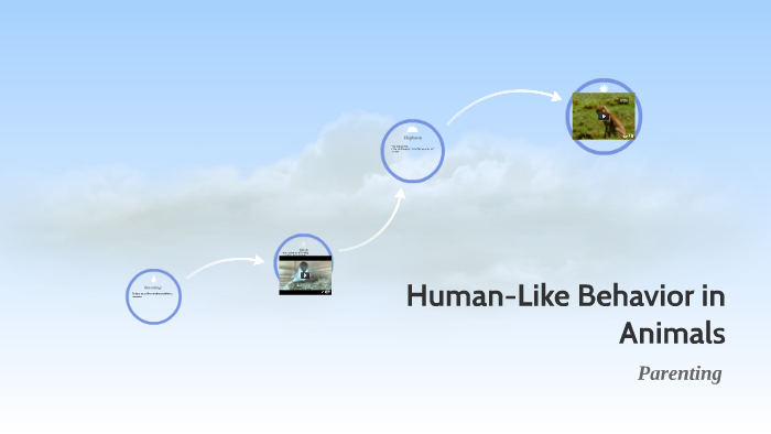 Human-Like Behavior in Animals by Taylor Reed on Prezi