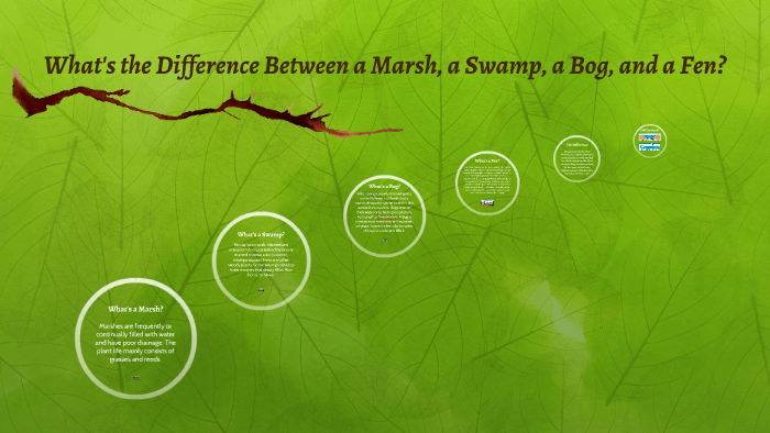 What's the Difference Between a Swamp, a Marsh, a Bog, and a by Sarah ...