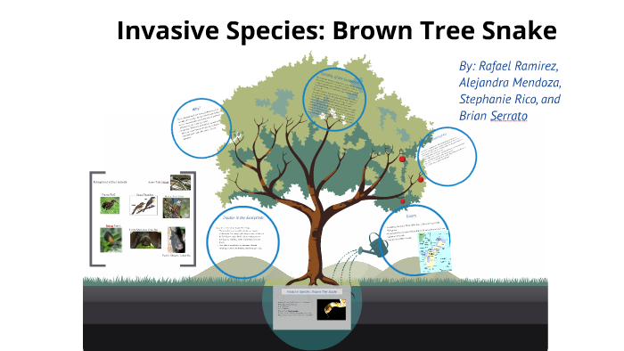 Invasive Species: Brown Tree Snake by Rafael Ramirez on Prezi