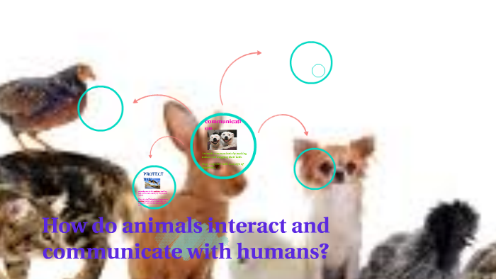 How do animals interact and communicate with humans? by lesley ayala