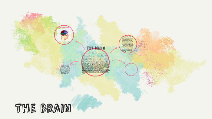 The Brain By On Prezi