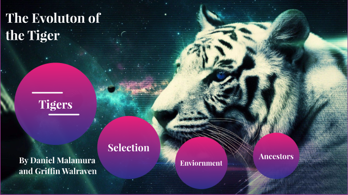 Tiger Evolution by Griffin Walraven on Prezi