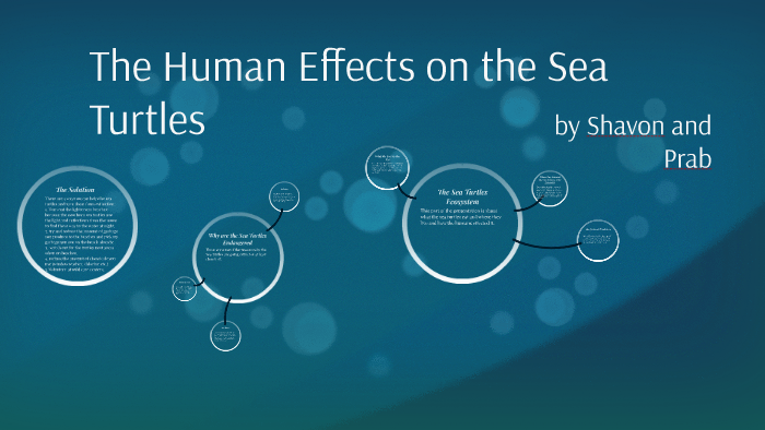 The Human Effects on the Sea Turtles by shavon talbot on Prezi