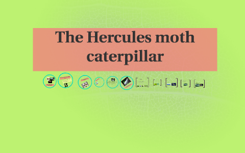 The hercules moth caterpillar by Max Vukic on Prezi