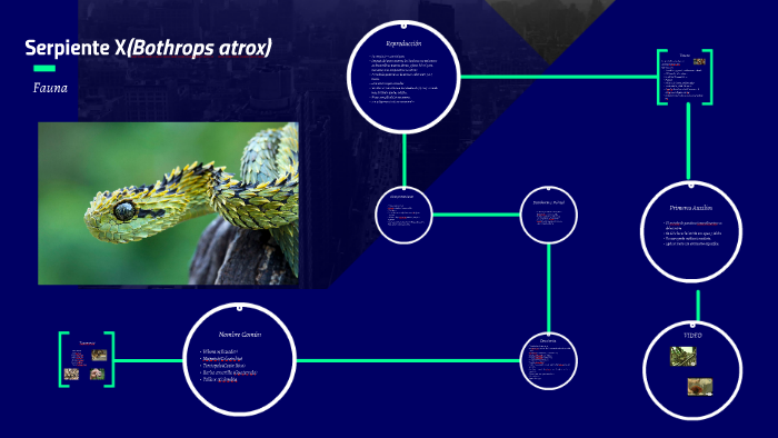 Serpiente X by Milton Ordoñez on Prezi Next