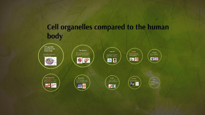 Cell organelles compared to the human body by Daniel Anaya on Prezi