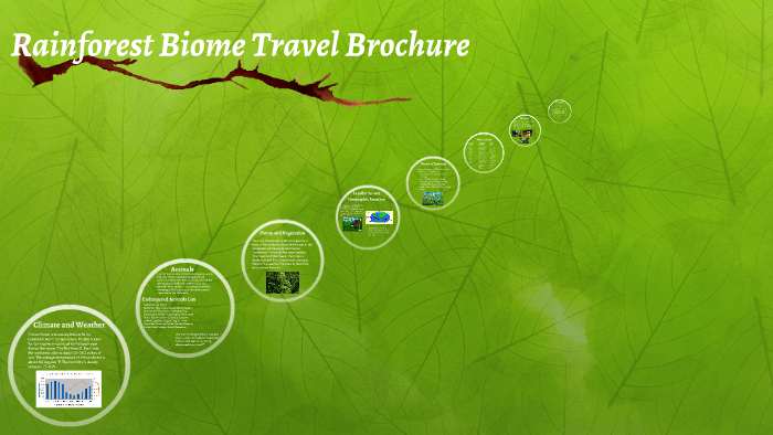 Tropical Rainforest Biome Brochure Examples