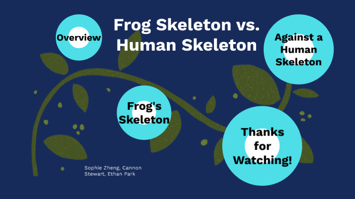 Frog vs. Human by Sophie Zheng on Prezi