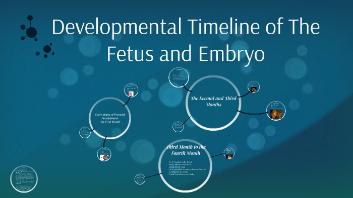 Developmental Timeline of The Fetus by