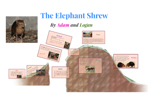 Elephant Shrews by Logan Pape on Prezi