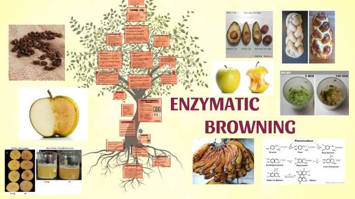 ENZYMATIC BROWNING by adeline sabrina on Prezi