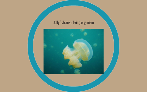 Jellyfish science project by Sam Paradee on Prezi