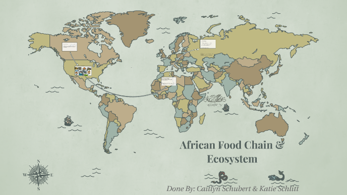 African Food Chain & Ecosystem by Caitlyn Schubert on Prezi