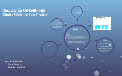 Cleaning Up Oil Spills with Elodea?/Science Fair Project by Adrian B ...