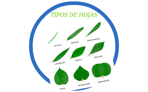 hoja aciculas by on Prezi