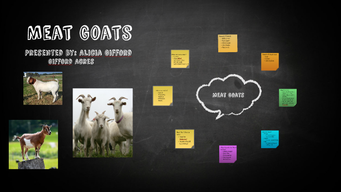 Meat Goats by Alicia Gifford on Prezi