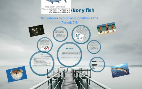 Osteichthyes/ Bony fish by yabsera gedion on Prezi