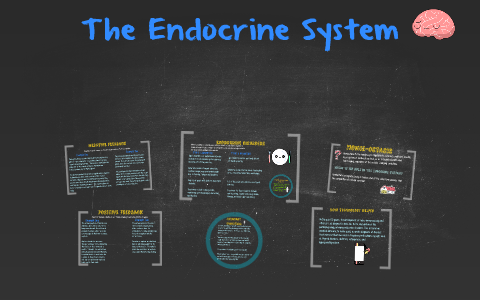 The Endocrine System by Brian Winters on Prezi