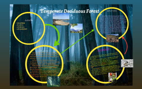 Temperate Deciduous Forest by silver jackson5 on Prezi
