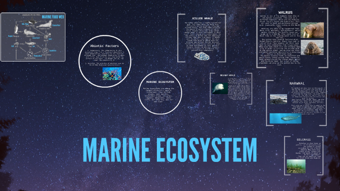 Marine Ecosystem - Science Presentation by Nessa Caitlin on Prezi