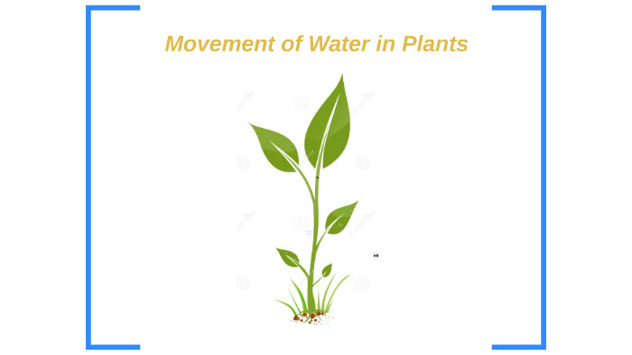 Movement of Water in Plants by Michael Ford on Prezi