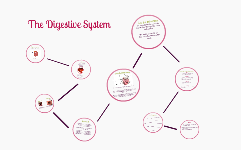 Digestive system by Lucy Riddle on Prezi