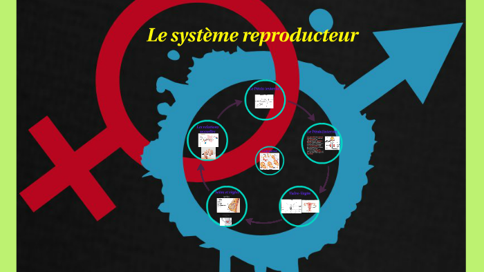 Le système reproducteur by francis bissonnette on Prezi
