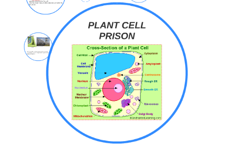 PLANT CELL PRISON by Andrew Kettle on Prezi