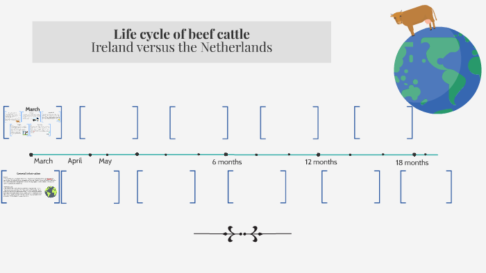 Lifecycle of beef cattle by Lianne van Essen on Prezi