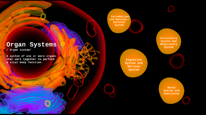 Grade 10 Science - Organ Systems Project by Steve lobo on Prezi