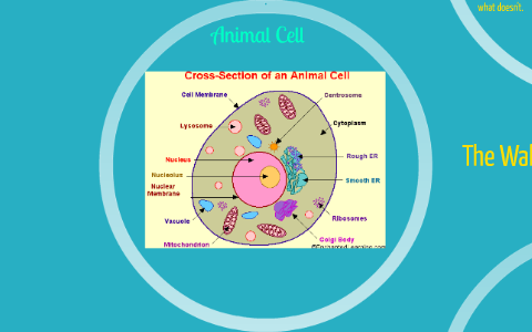 The Walking Dead animal cell by on Prezi