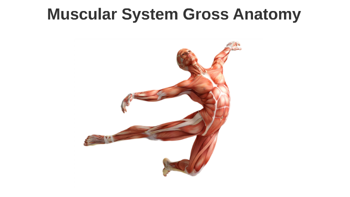 Muscular System Gross Anatomy by Shannon Marrs on Prezi