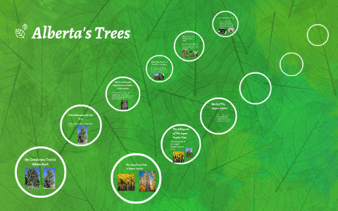 Alberta's Trees by Aubrie Mcgarth on Prezi