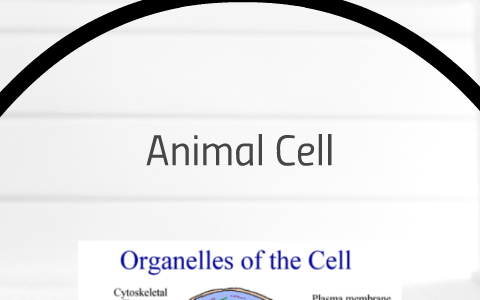 Animal Cell by Connor Colvin