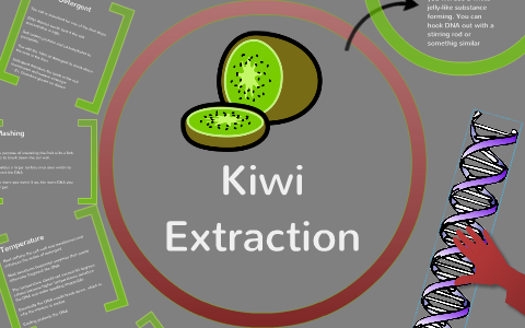 Kiwi DNA by Andrea Valadez on Prezi