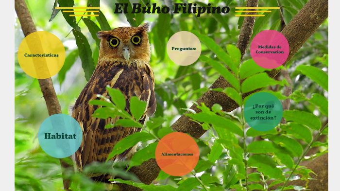 Buho Filipino: Spanish by Audrey Abbe on Prezi