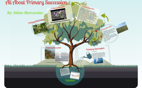 Primary Succession by David Hernandez on Prezi