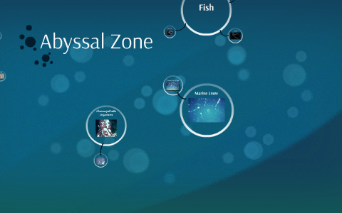 Abyssal Zone by Nathan Asquith on Prezi
