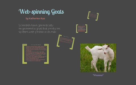 Web-spinning goats by Katherine Kuo on Prezi