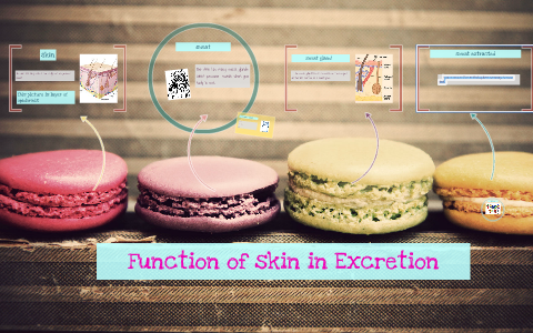 function of skin in the Excretory system by Atinuch Atikanistha on Prezi