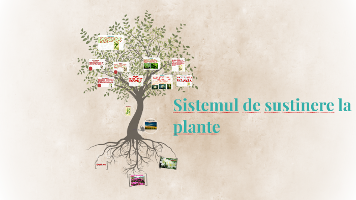 Sistemul de sustinere la plante by Ann Kraevcskaya on Prezi
