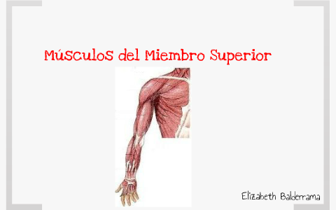 Músculos del Miembro Superior by Elizabeth Balderrama on Prezi