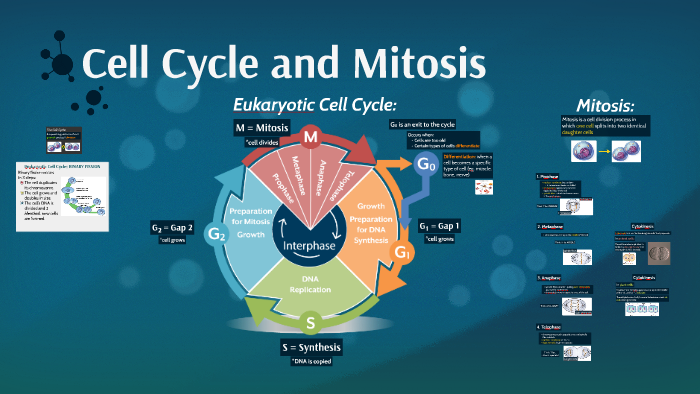 Cell Cycle and Mitosis - Bio9 by Hayley Hoffman on Prezi